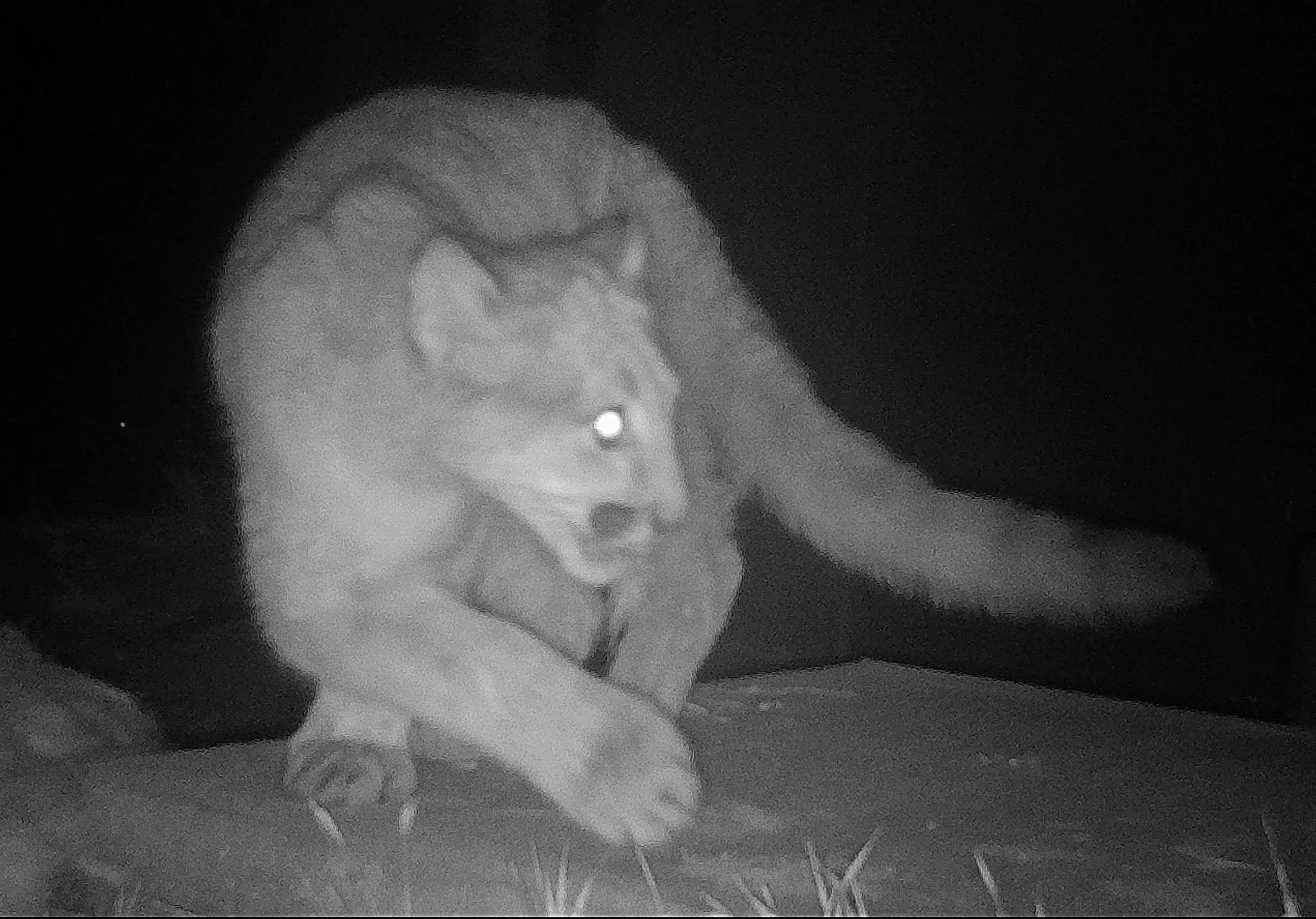 Wildlife Wednesday: Mountain Lions, Pt. 8 - The next Generation ...