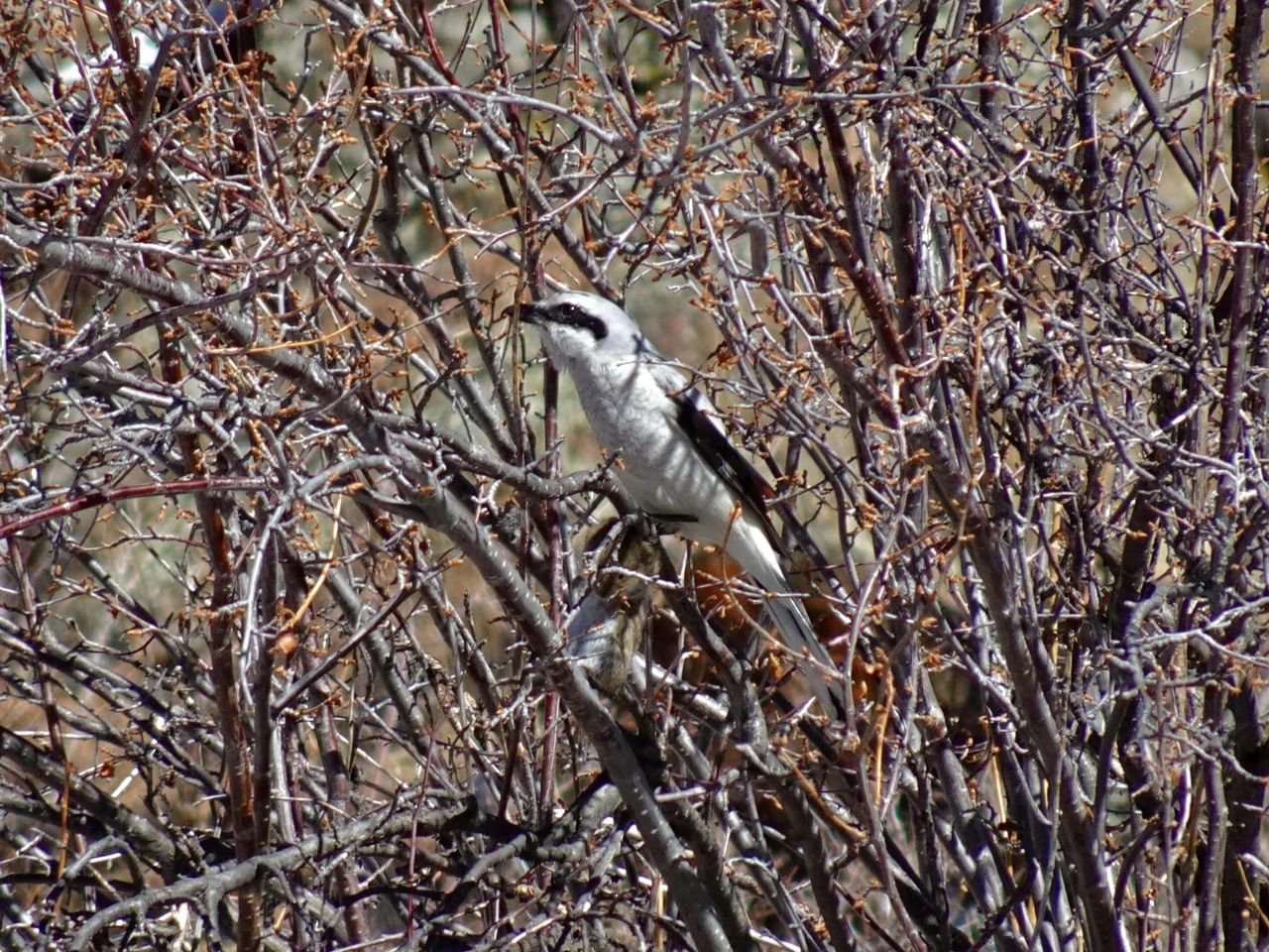 Wildlife Wednesday — Northern Shrike — Estes Valley Watershed Coalition ...