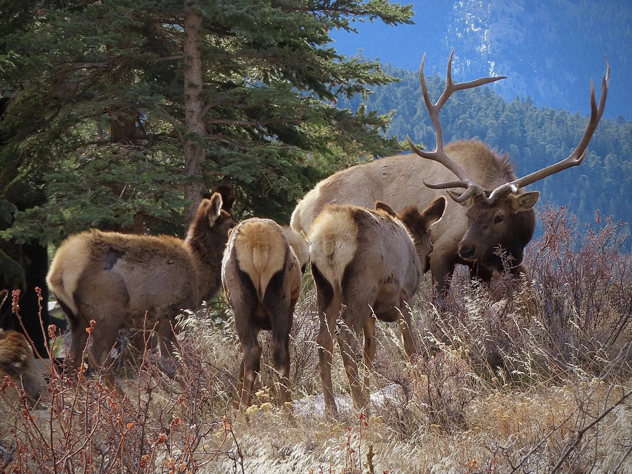 Wildlife Wednesday: Elk, Moose, and Mule Deer — Estes Valley Watershed ...