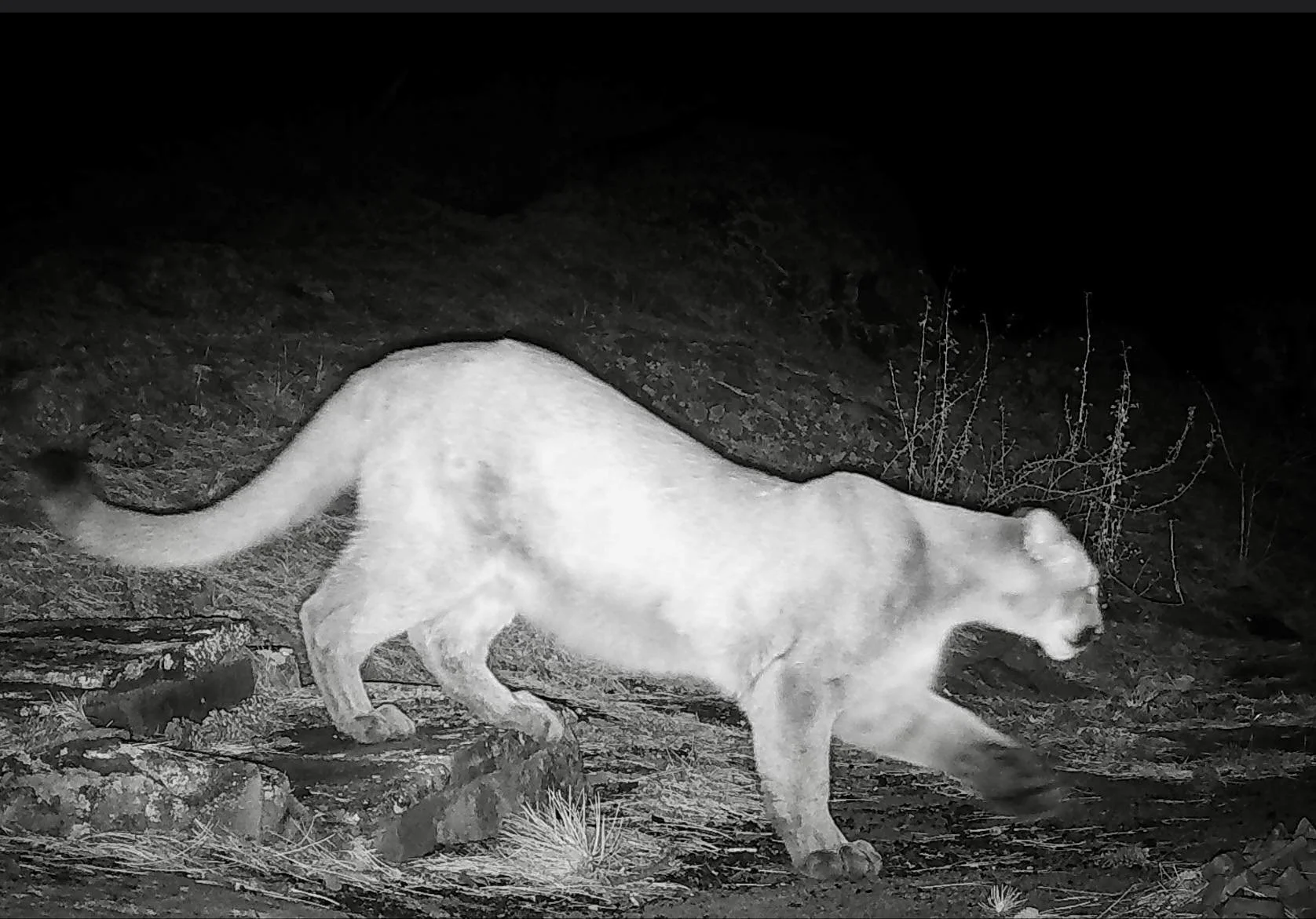 Wildlife Wednesday: Mountain Lions — Estes Valley Watershed Coalition ...