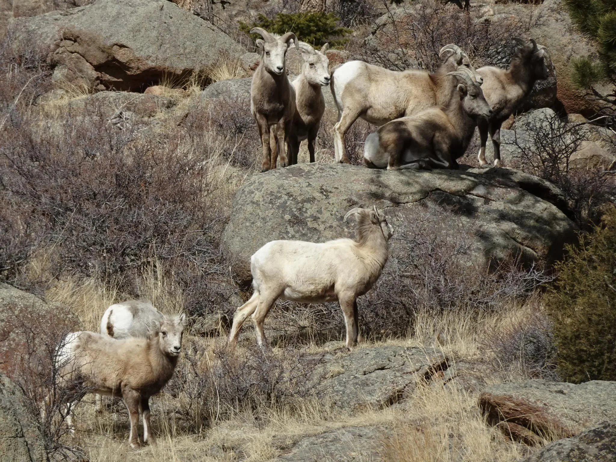 Wildlife Wednesday — BiG Horn Sheep — Estes Valley Watershed Coalition ...