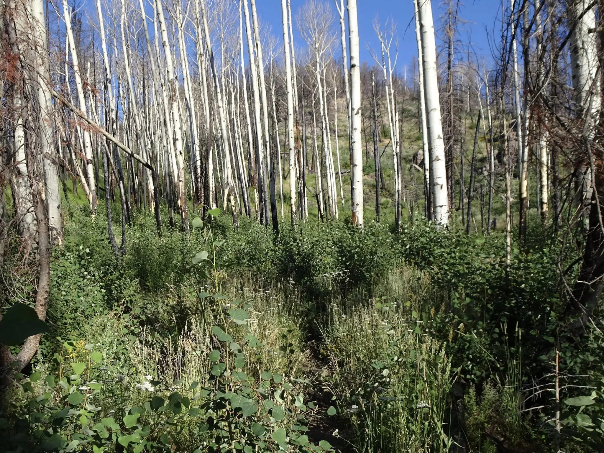 Aspen Trees