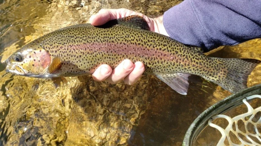 Fishy Friday: Identifying local trout species — Estes Valley Watershed ...