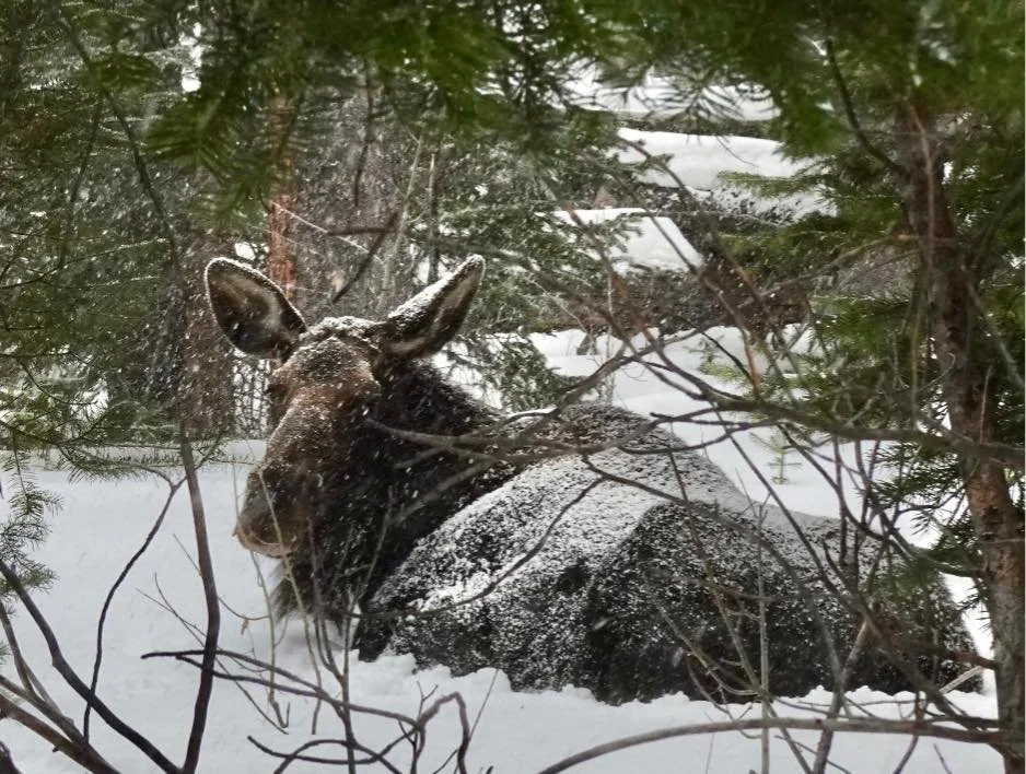 Wildlife Wednesday: Elk, Moose, and Mule Deer — Estes Valley Watershed ...