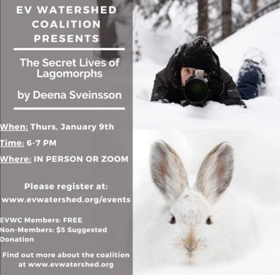 Wildlife Wednesday - Lagomorphs — Estes Valley Watershed Coalition ...
