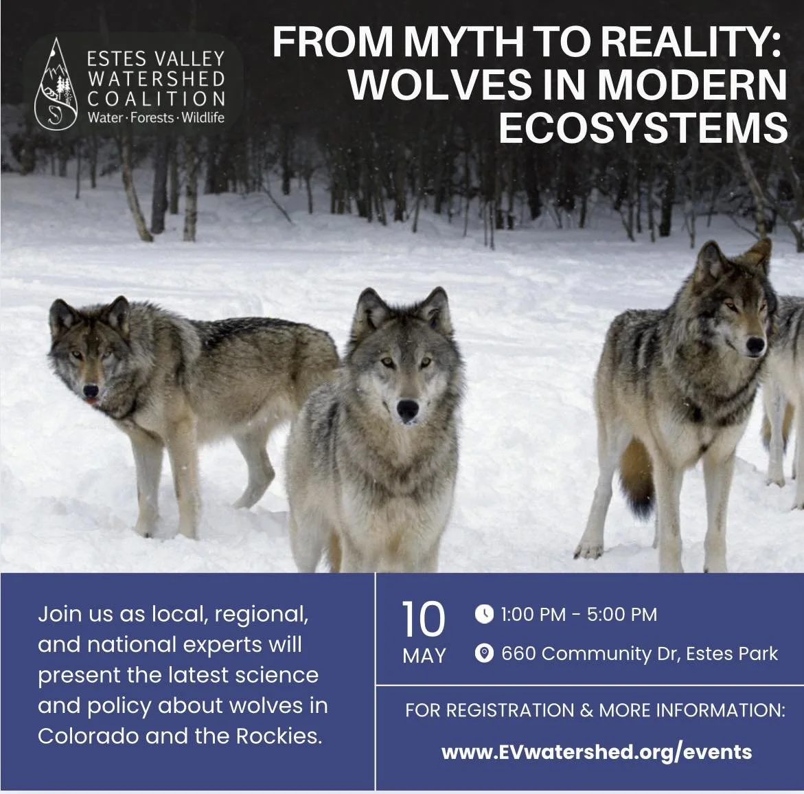 Wildlife Wednesday: Dire Wolves..? — Estes Valley Watershed Coalition ...