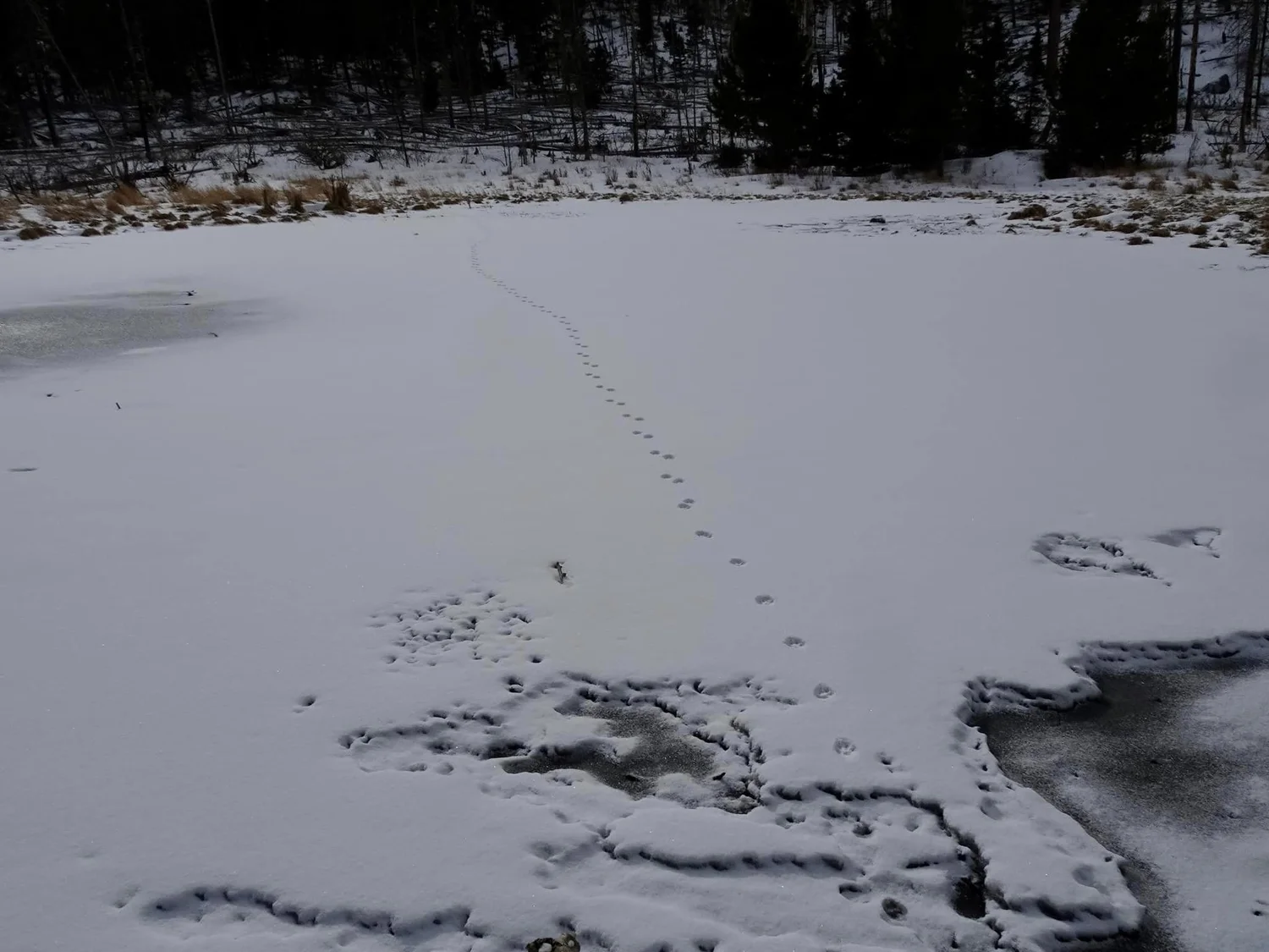 Wildlife Wednesday — Anatomy of a Red fox track — Estes Valley ...