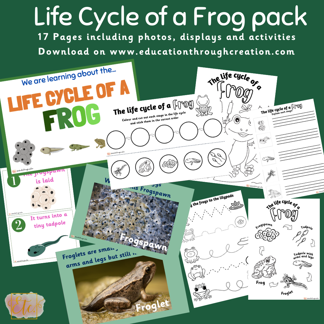 Life cycle of a Frog Pack — Education Through Creation