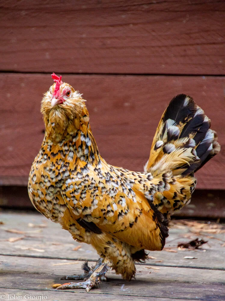 Chickens — Brigid's Bounty Farm, LLC