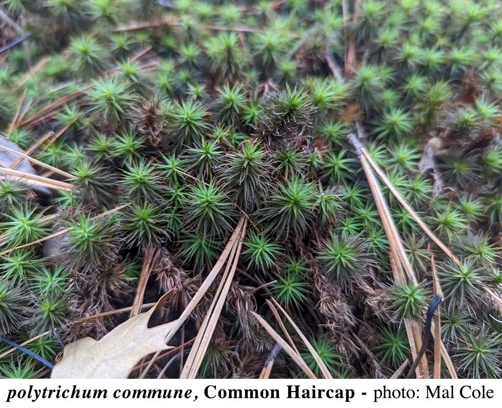 The Miniature World of Mosses: A Closer Look — NESBA