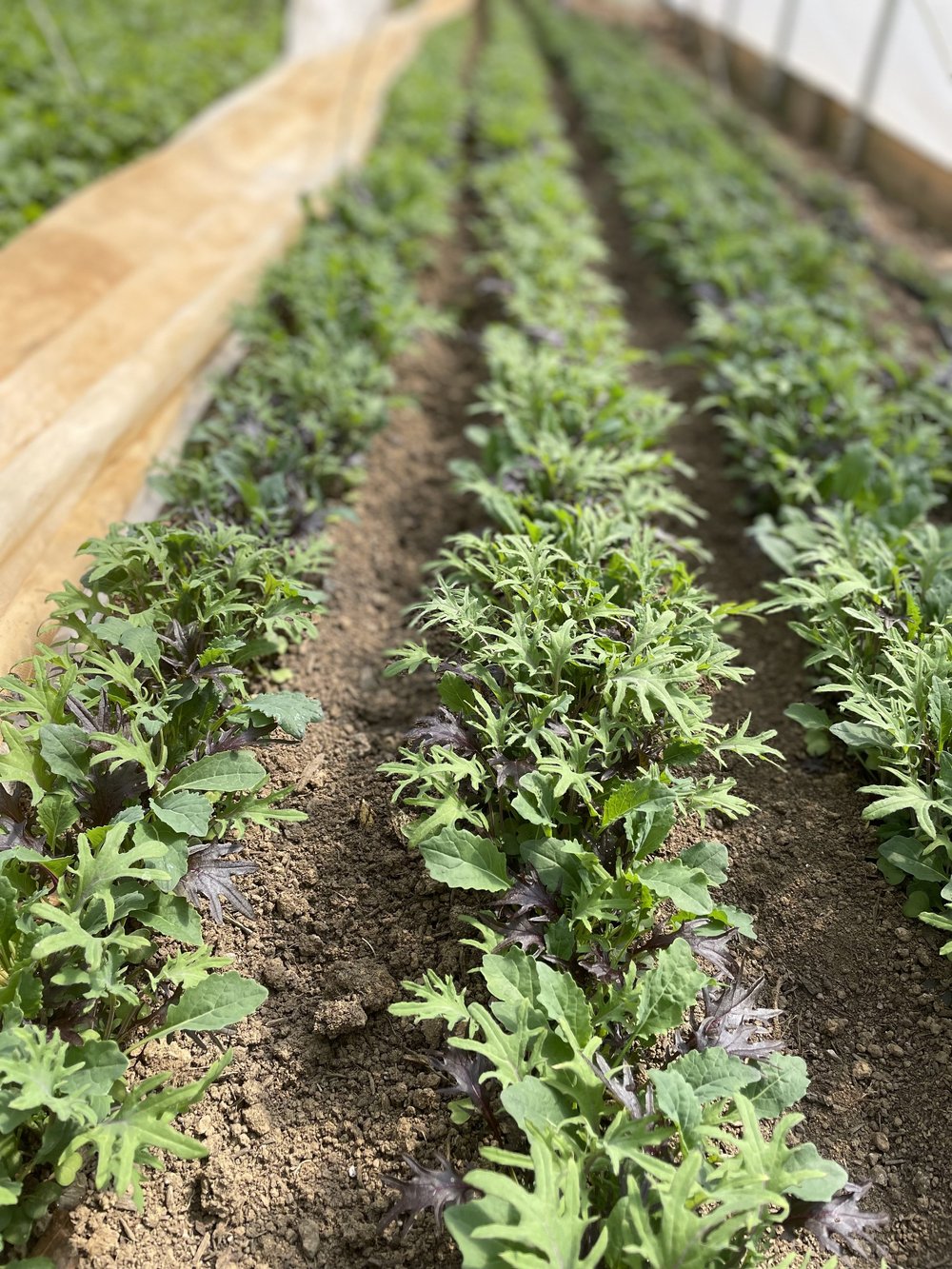 Free Crop Planning Resources — Kat the Farmer