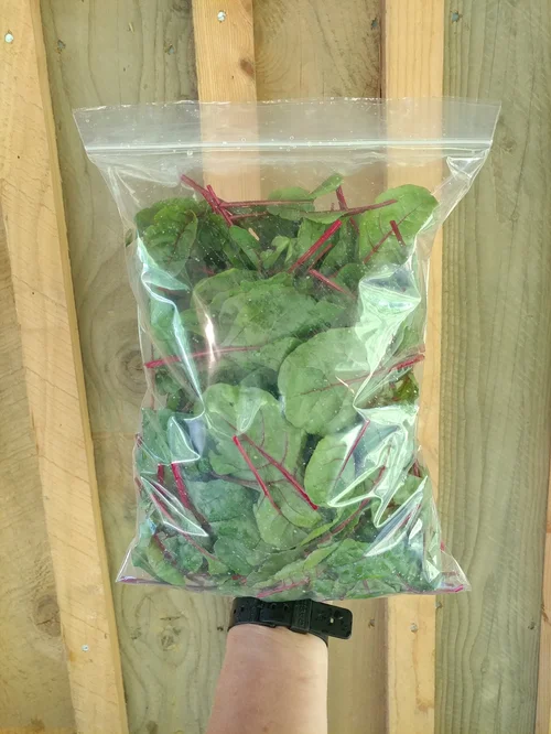 FREE Salad Serving Size Calculator for Catering, Potluck, Dinner Party ...