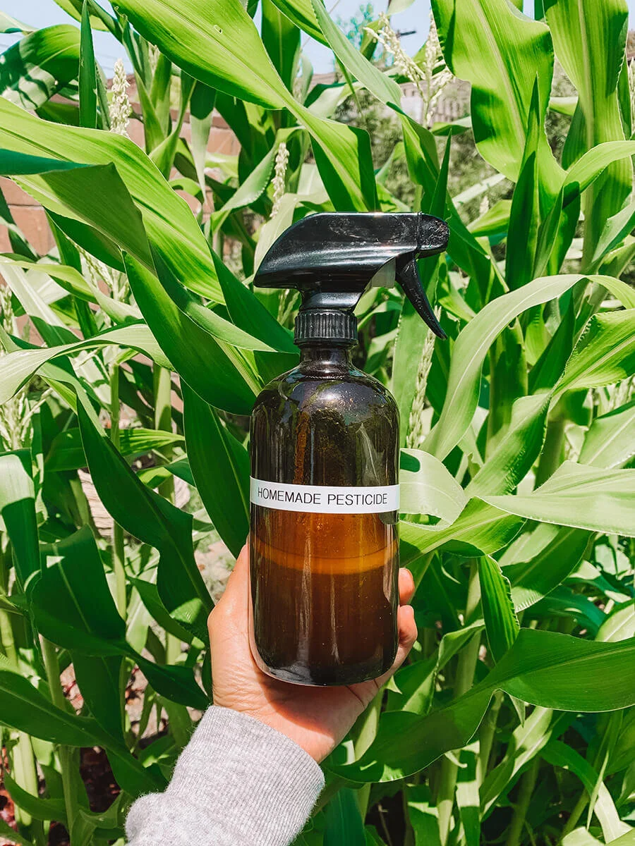 Home Made Pesticides For Indoor Plants