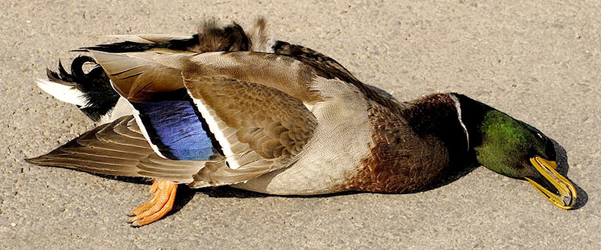 Bridger — Karl Newsom Edwards