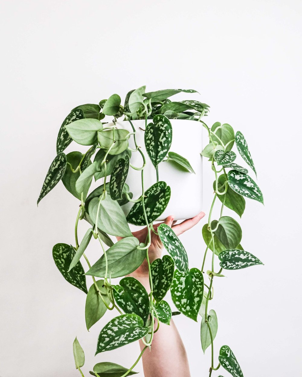 Mental Health Benefits of Owning Plants — Aspire Counseling