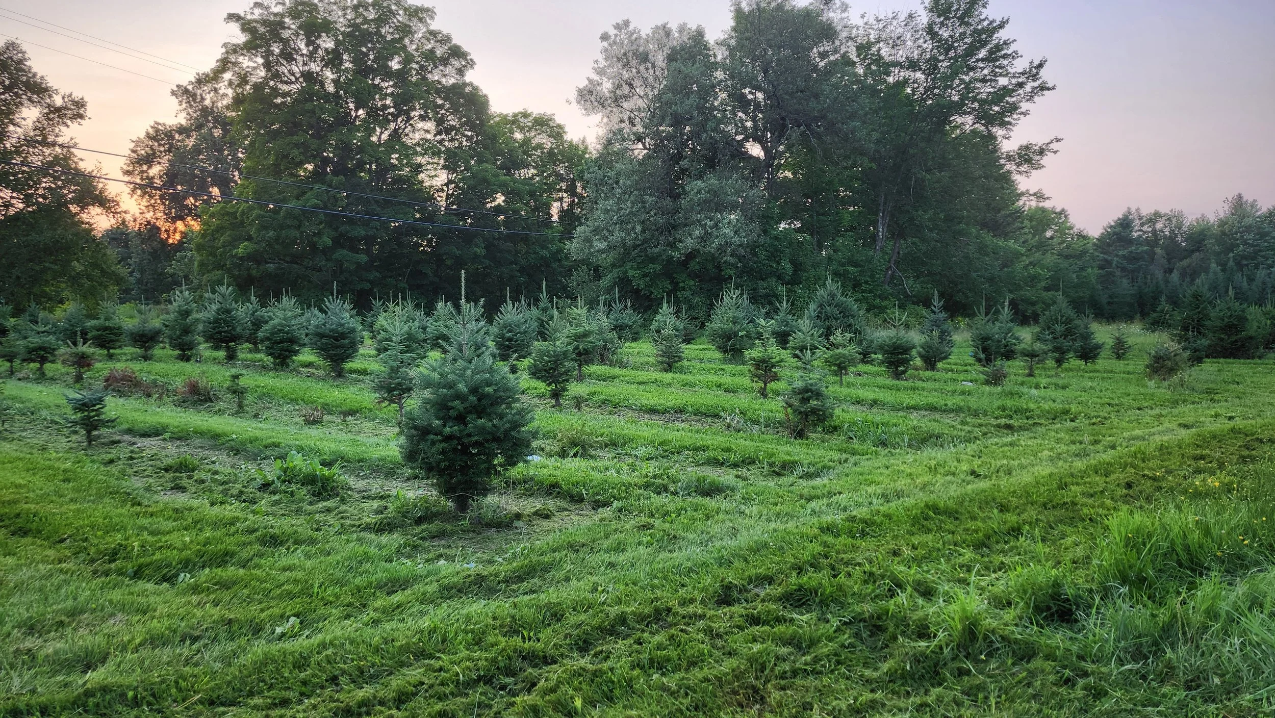 Quinn's Tree Farm | Maine Christmas Trees and Wreaths