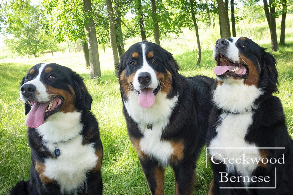 About — Creekwood Bernese