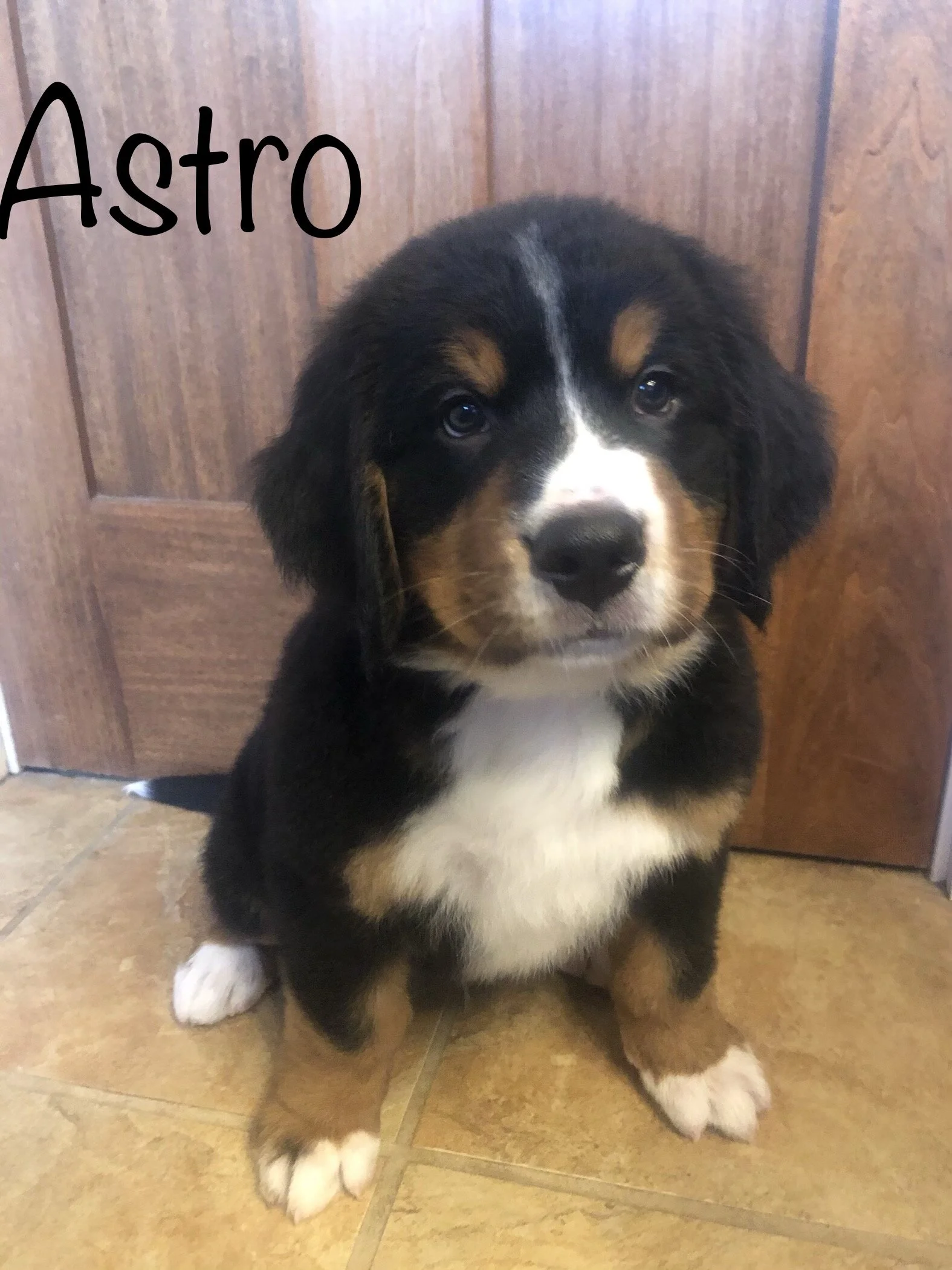 Litter 1! — Creekwood Bernese
