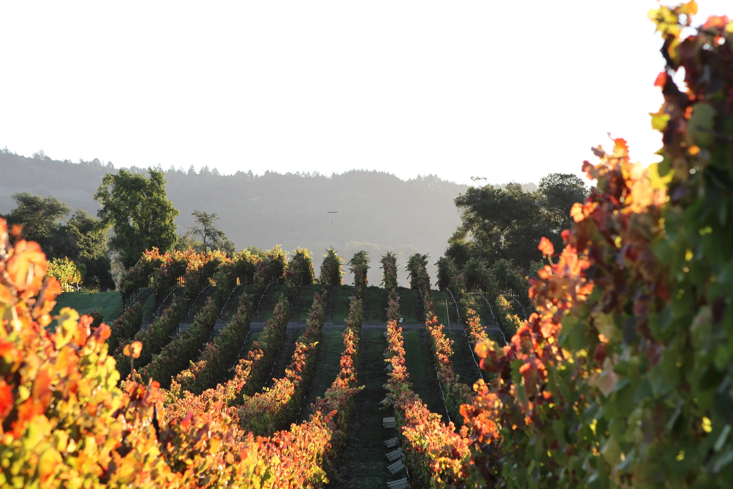 General 4 — Bennett Valley Grape Growers