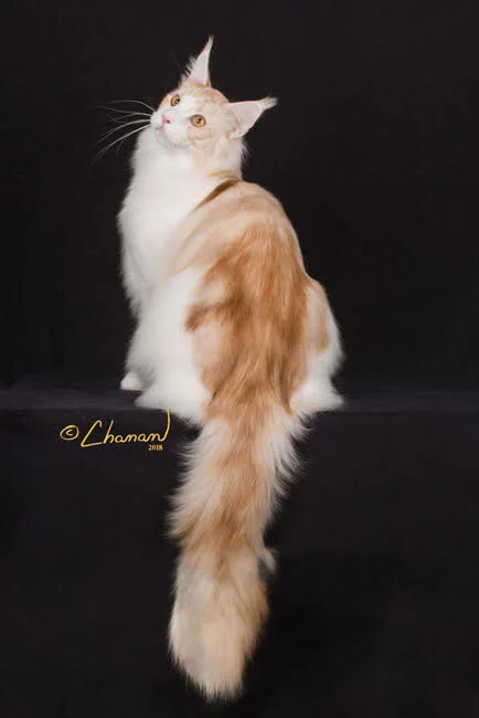 Yoffi - Maine Coon Cat Star - Champion Winner — PurrcifiCoon