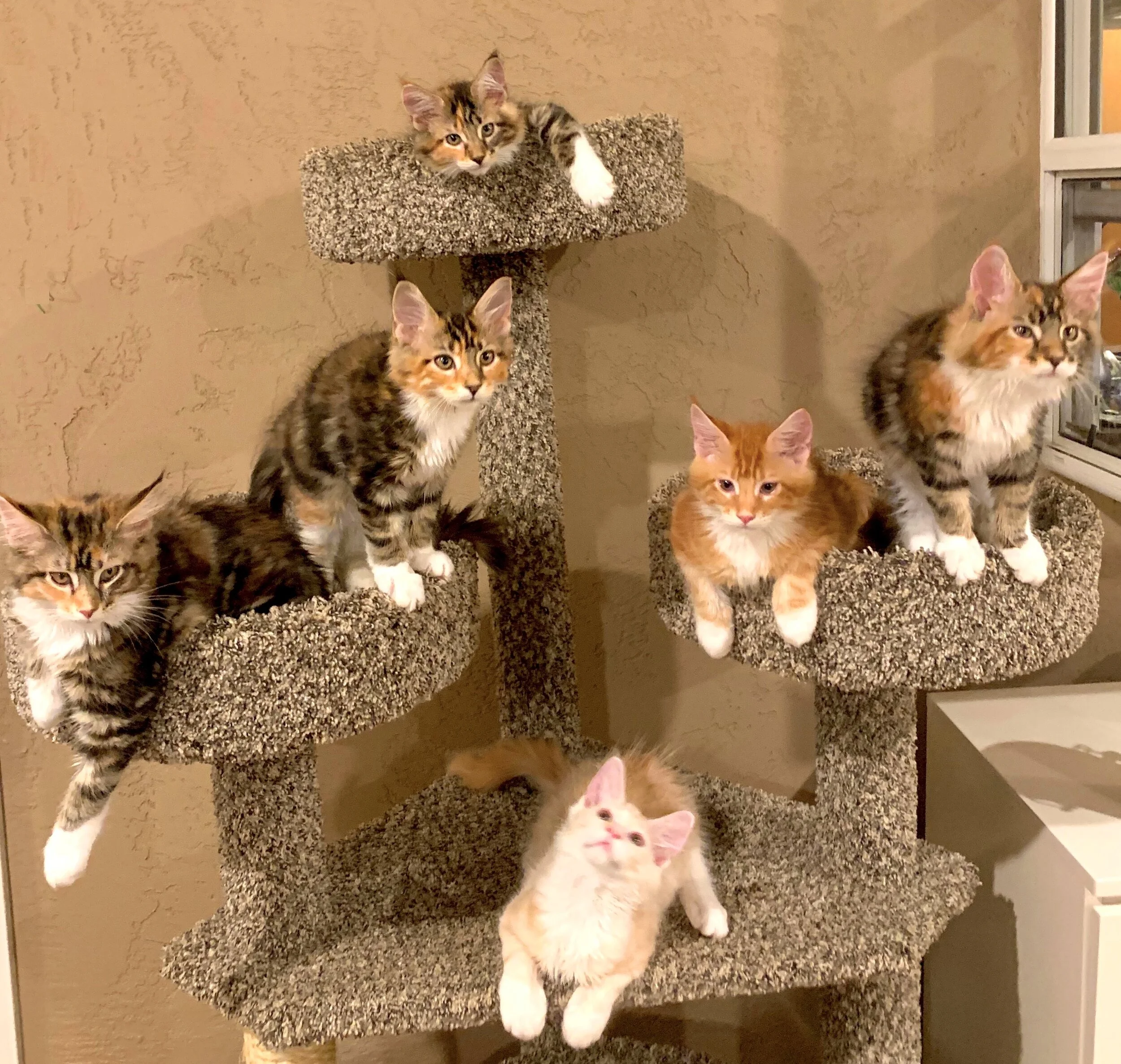 PurrcifiCoon Maine Coon Cats of San Diego