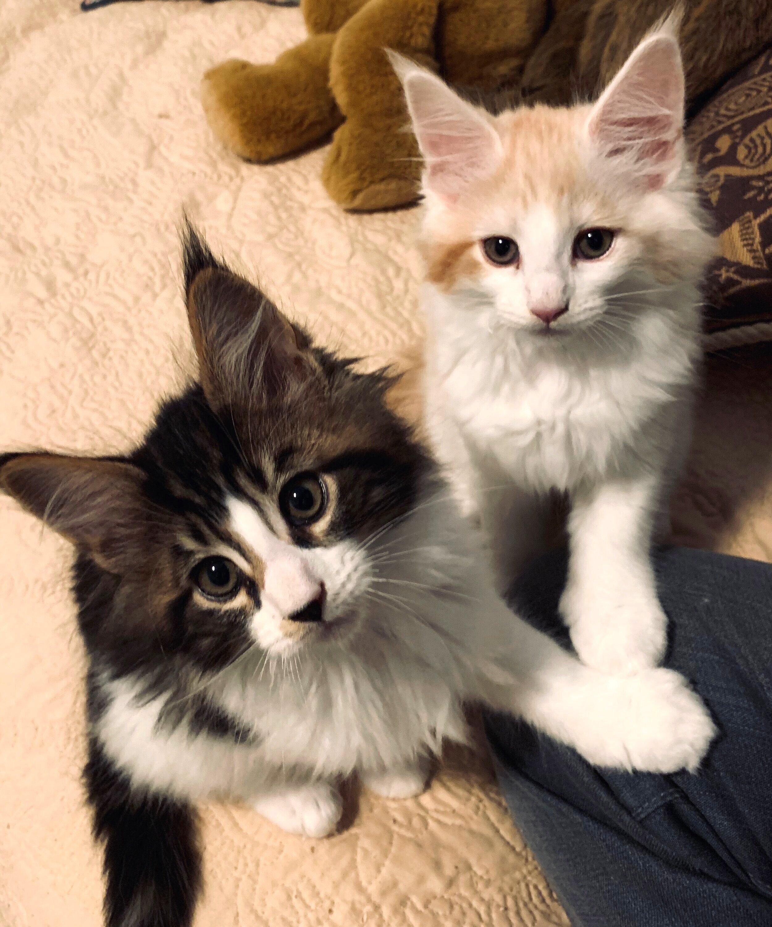 Maine Coon Cats FAQs — PurrcifiCoon