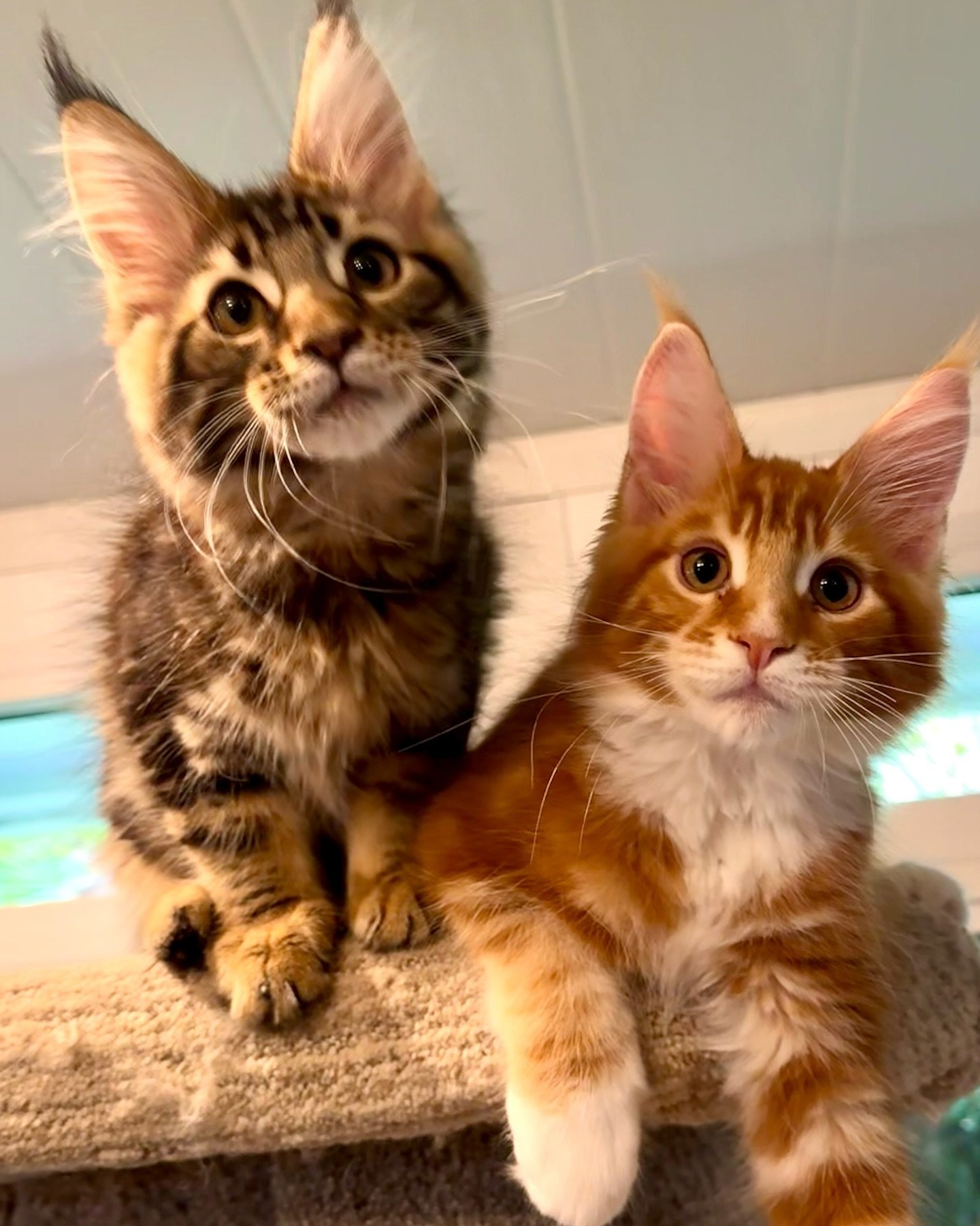 PurrcifiCoon is a San Diego Cattery — PurrcifiCoon