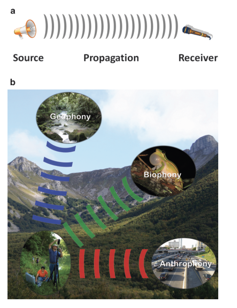 The Ecological Importance of Sound — Kellan Parker