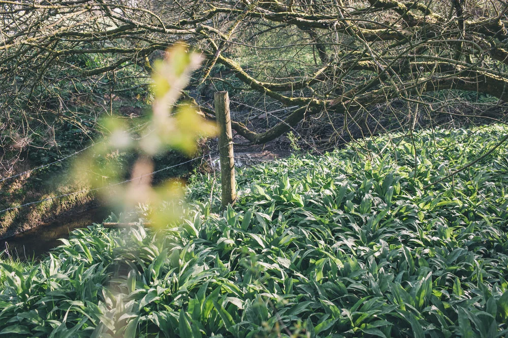 Lifestyle: Where to Find Wild Garlic and How to Forage Responsibly ...