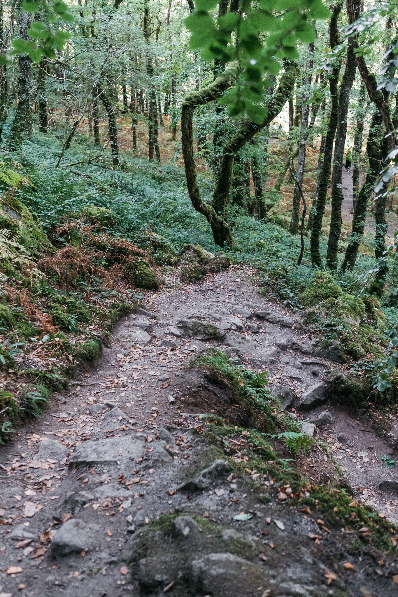 Wild Swimming at Sharrah Pool - Dartmoor — THE HUMBLE HOME
