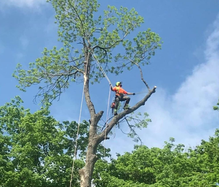 Branch Manager Tree Care