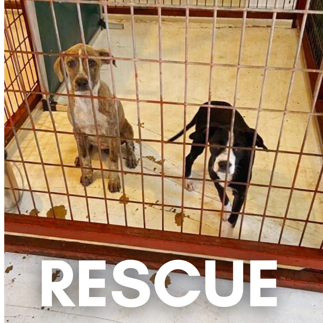 Services Brave Animal Rescue services-brave-animal-rescue