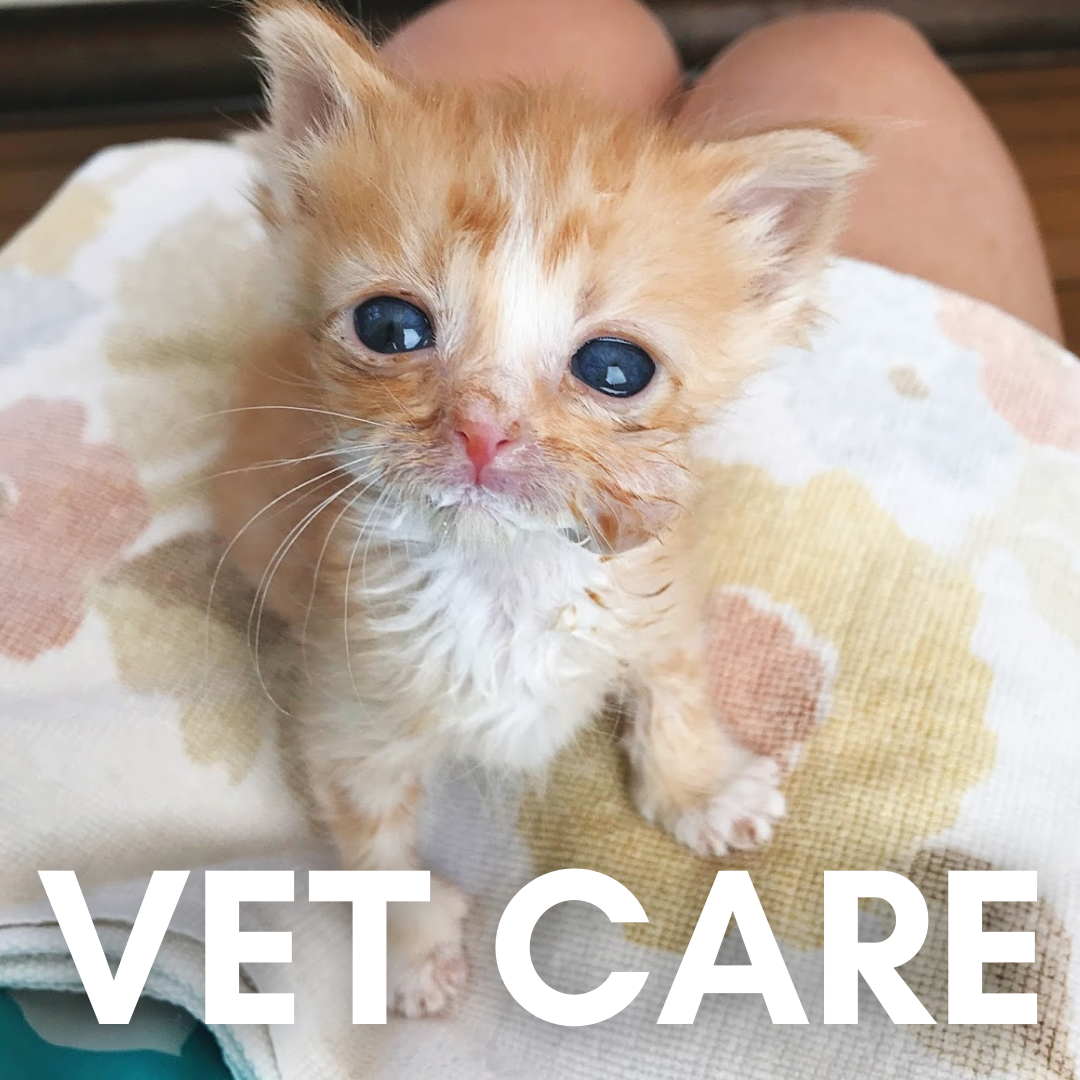 Services — Brave Animal Rescue