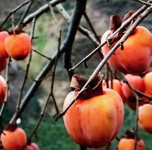 November’s Uncommon Persimmon — Cathy Salter
