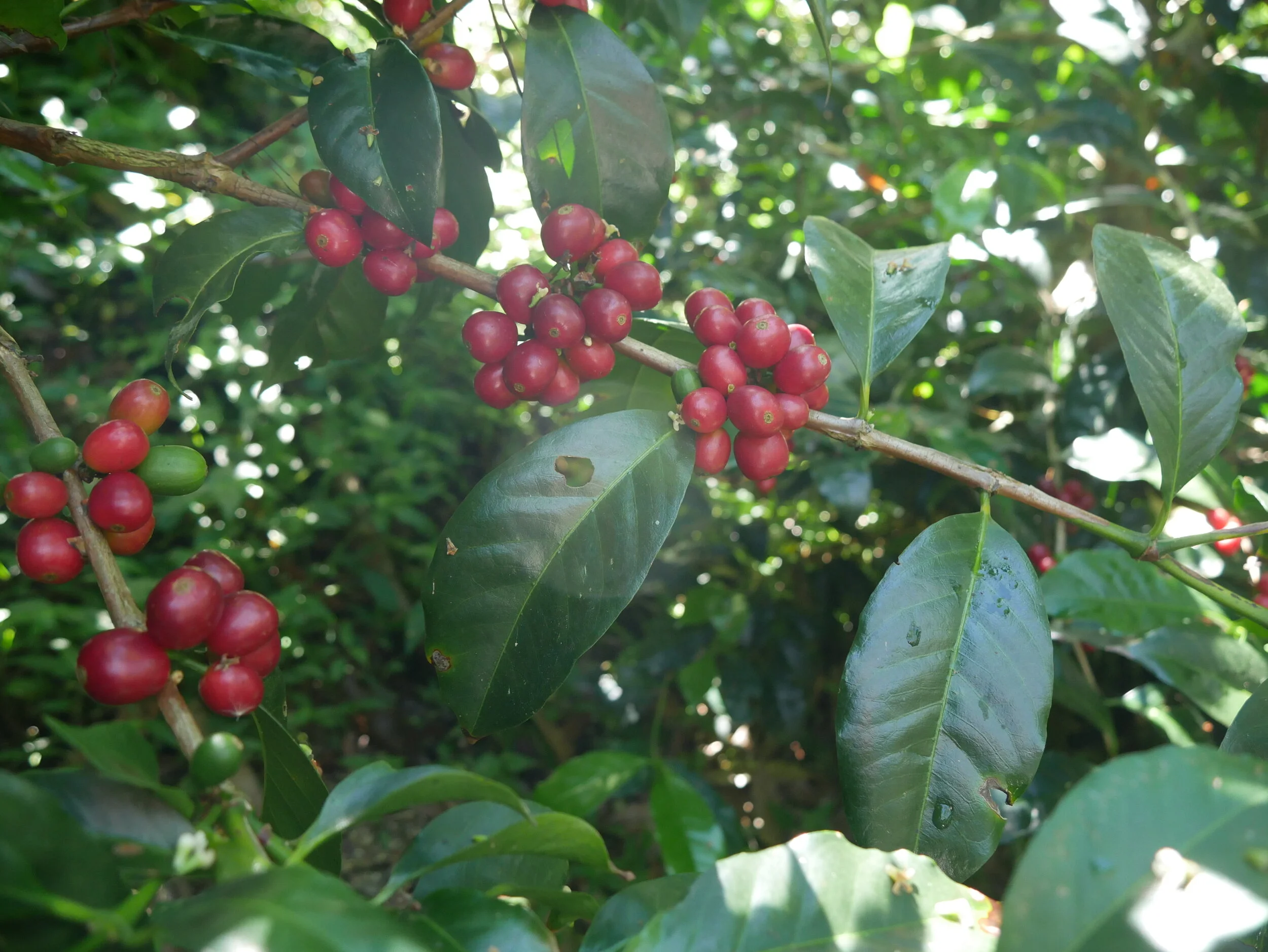 Totumas Coffee