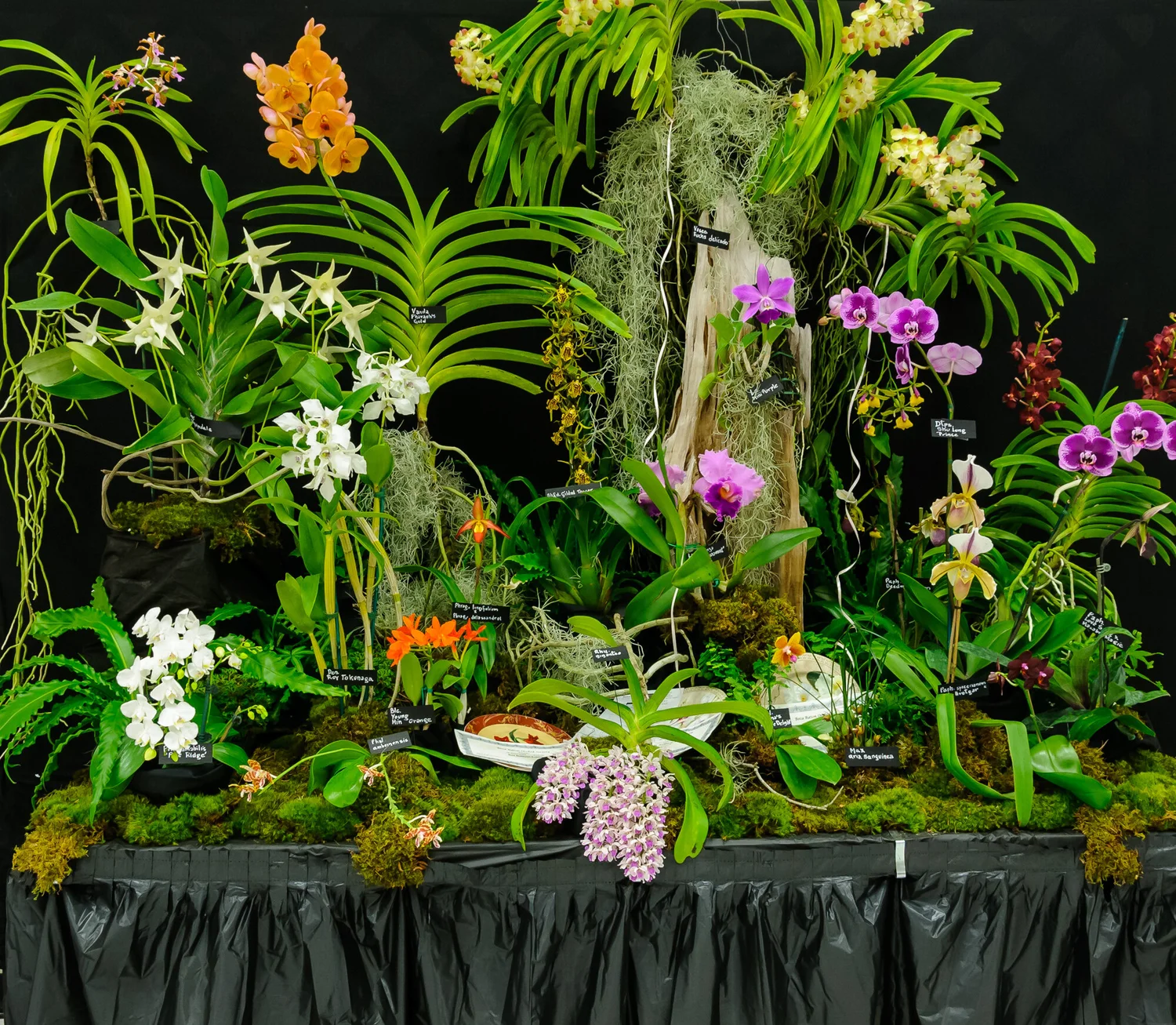 Boca Raton Orchid Society | Join Orchid Enthusiasts Today