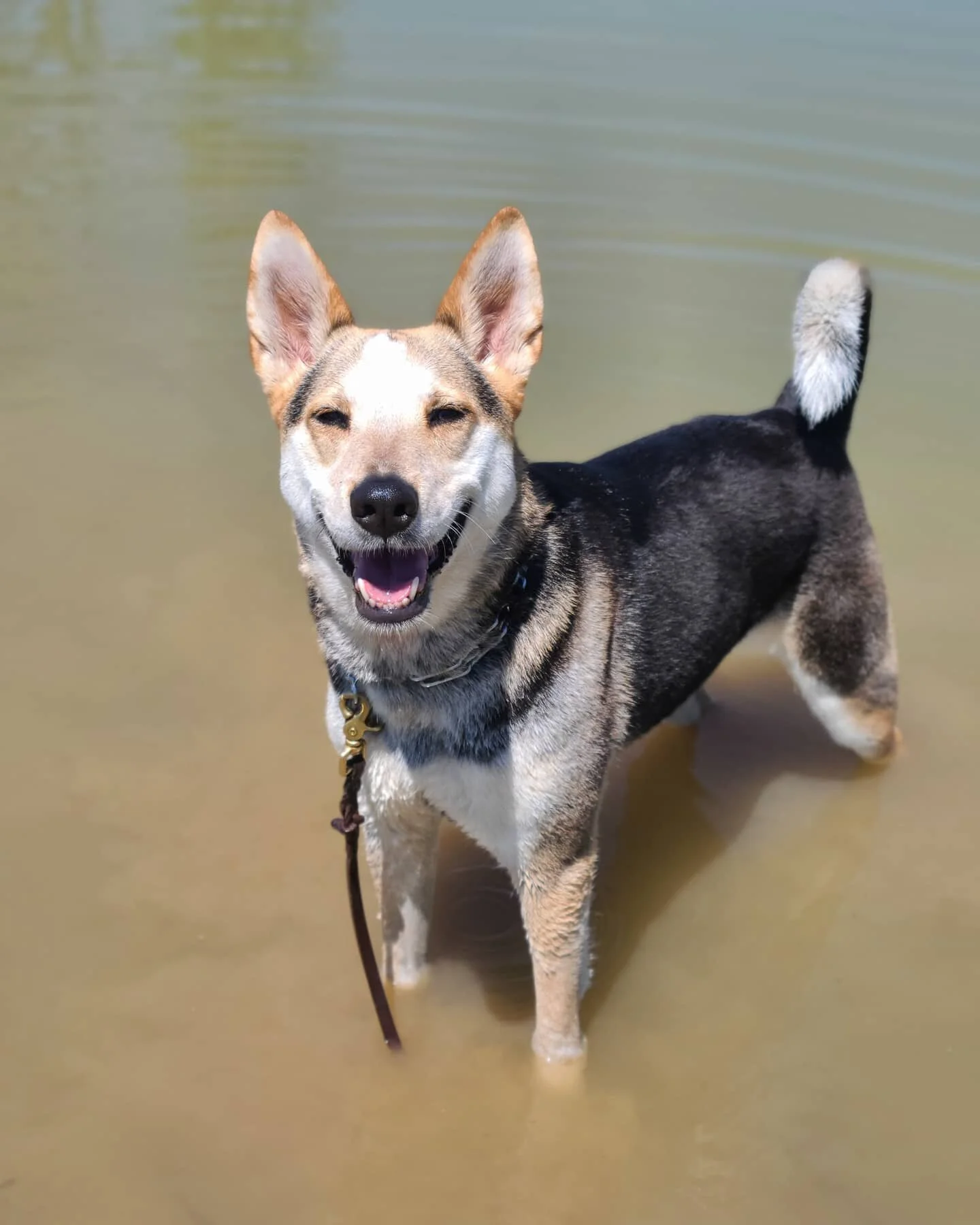 Wild At Heart Canine Academy