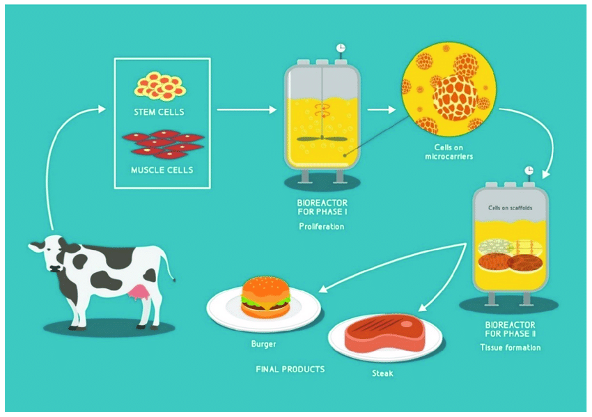 Cultured Meat: To be feared, or the future? — Global Meat Alliance