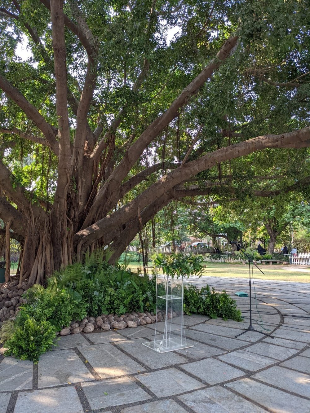 Ficus Lawn — SPP Gardens