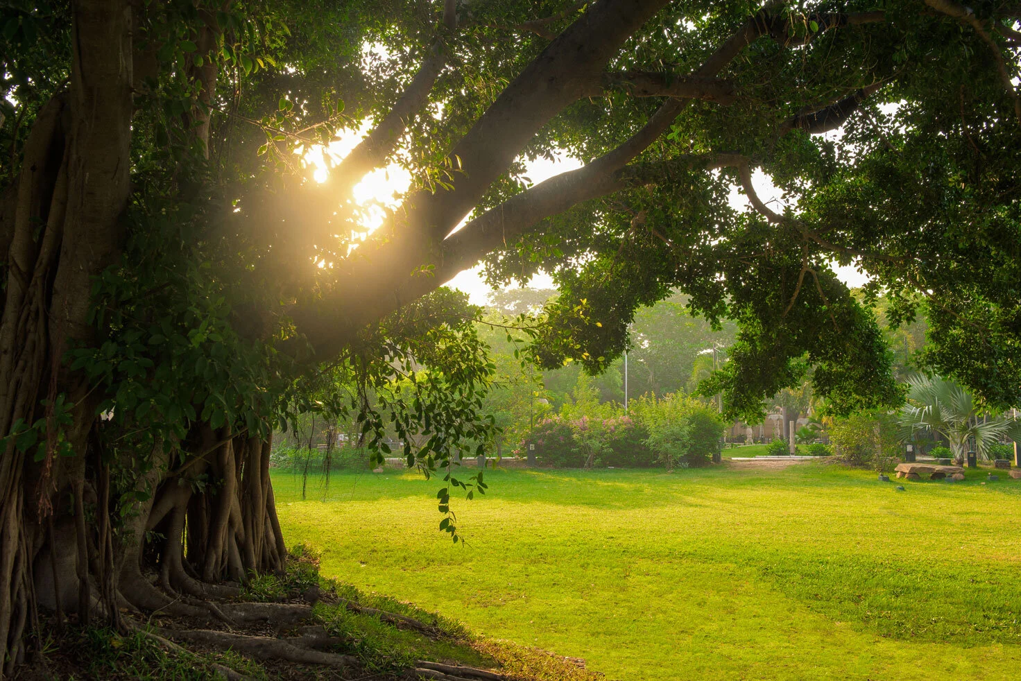 Ficus Lawn — SPP Gardens