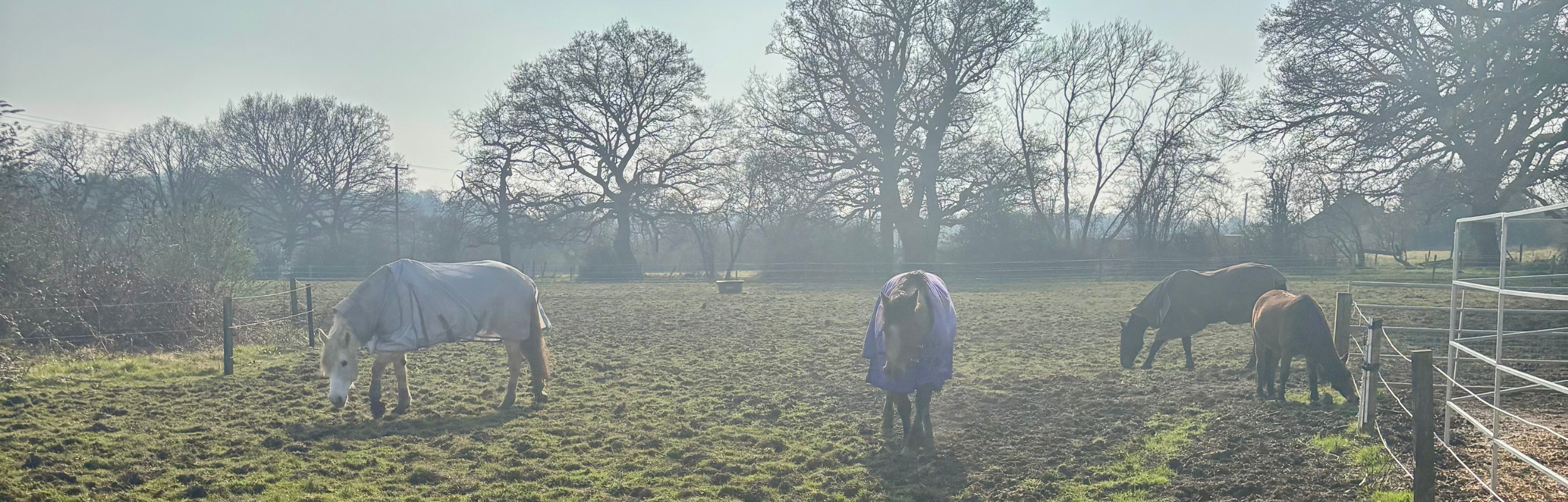 Equine-Assisted Therapy - Strength & Learning Through Horses