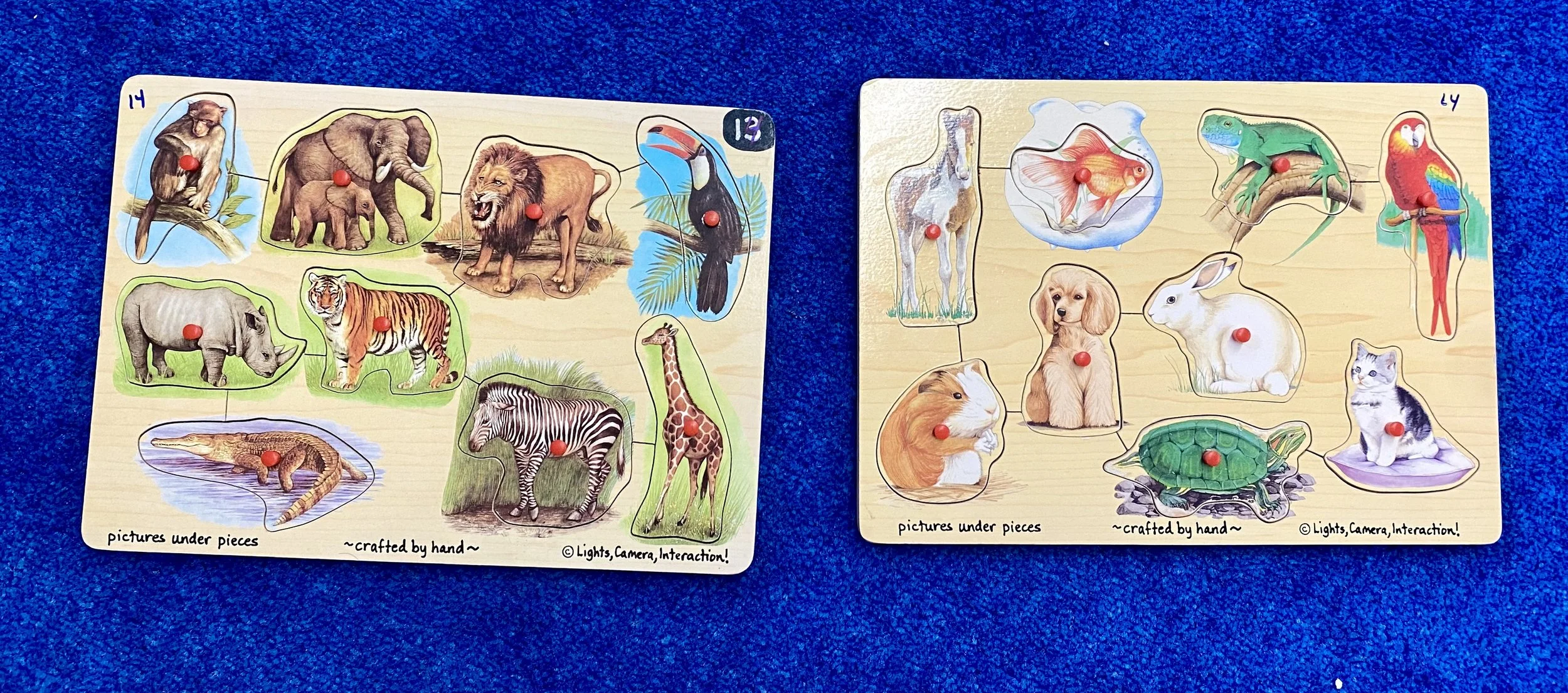 Animal Week — Lexington MA Preschool & Prekindergarten Program | My ...