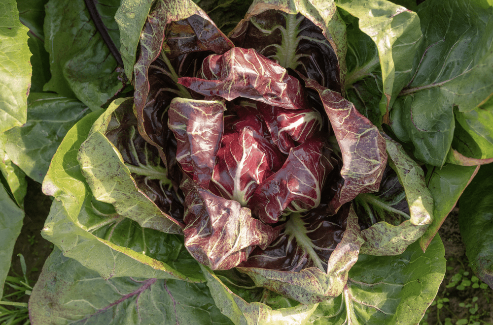 Radicchio & Chicory Toolkit — Organically Grown Company