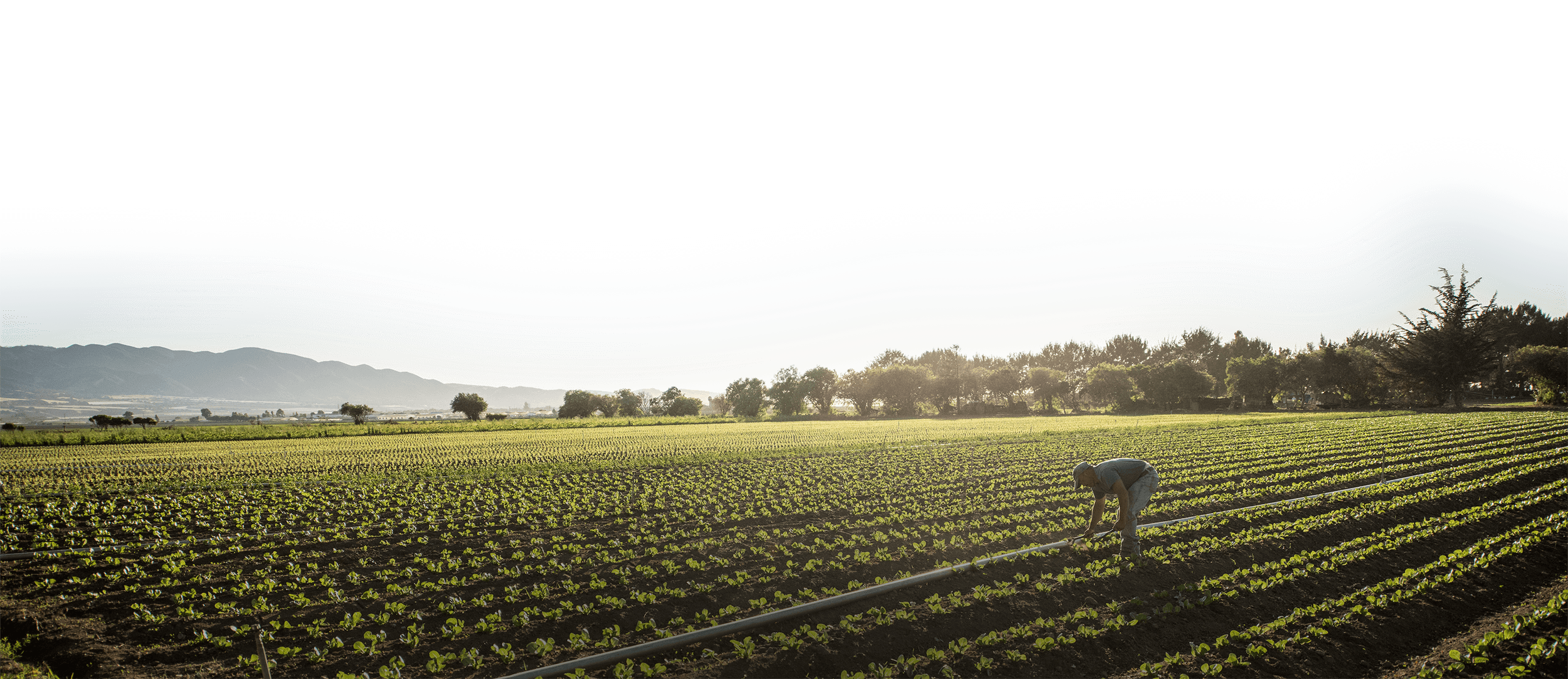 Sublime Citrus — Organically Grown Company