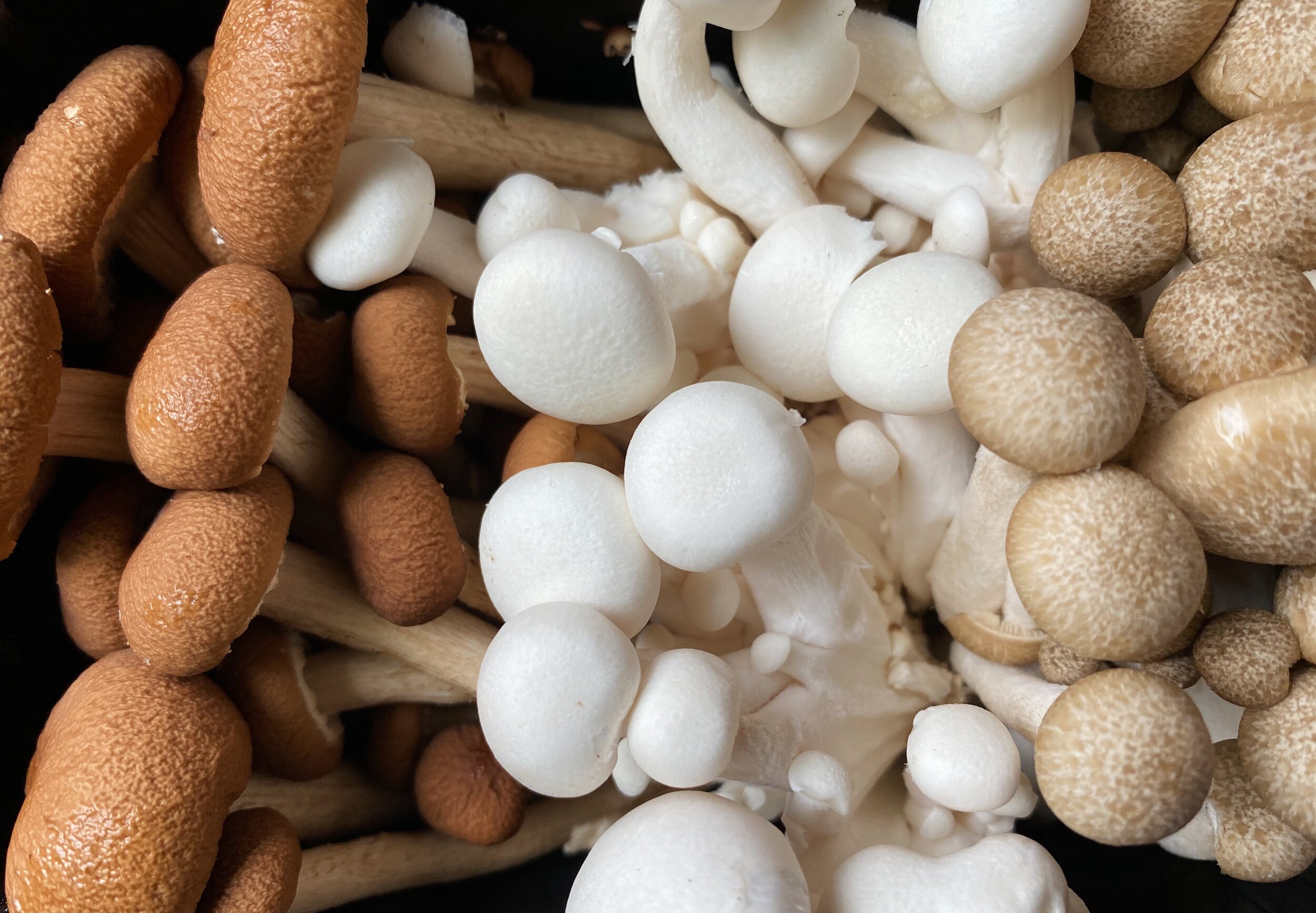 Marvelous Mushrooms: Mycopia Chef’s Sampler — Organically Grown Company