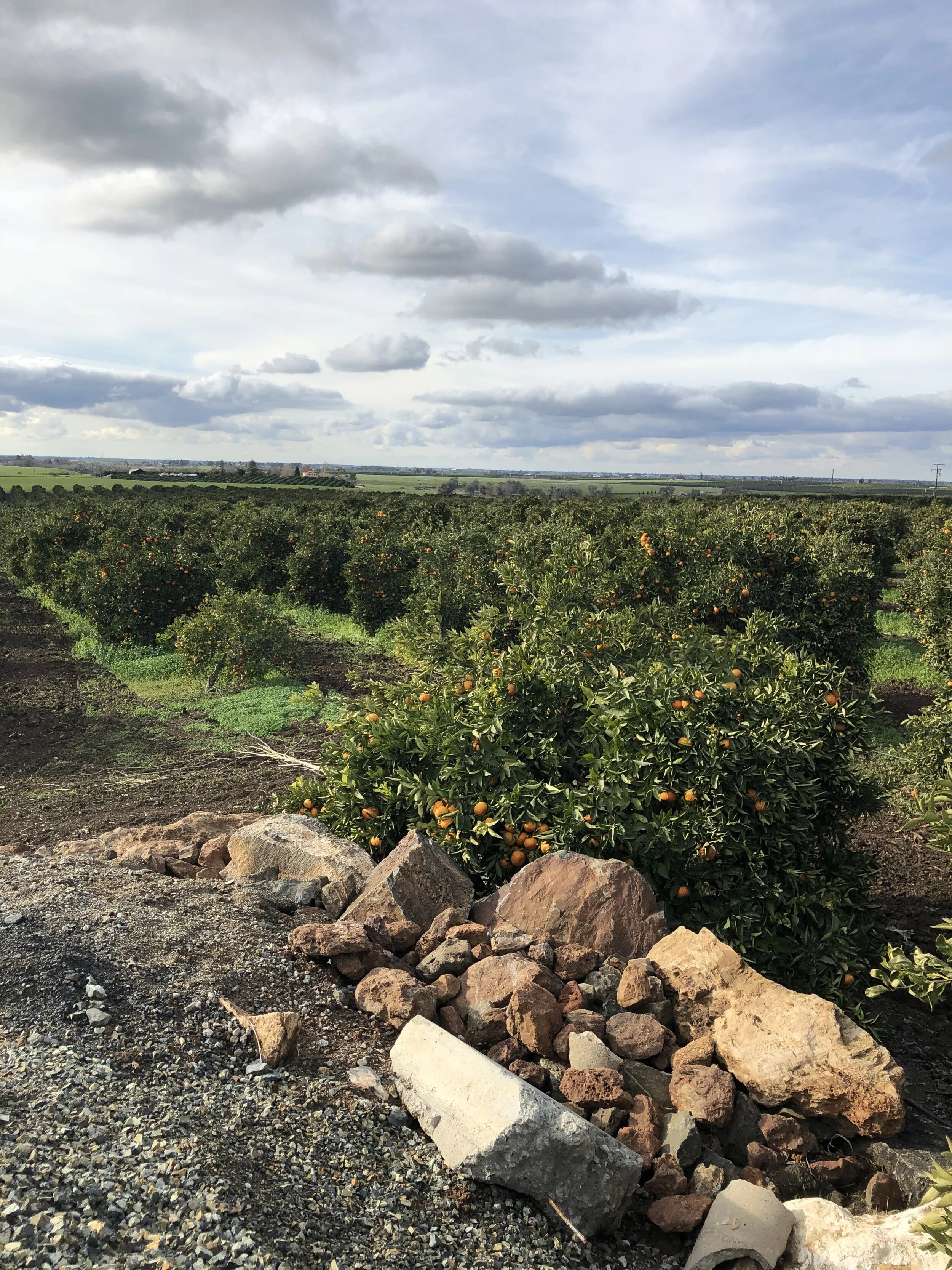 Buck Brand Citrus: A Passion for Flavor — Organically Grown Company