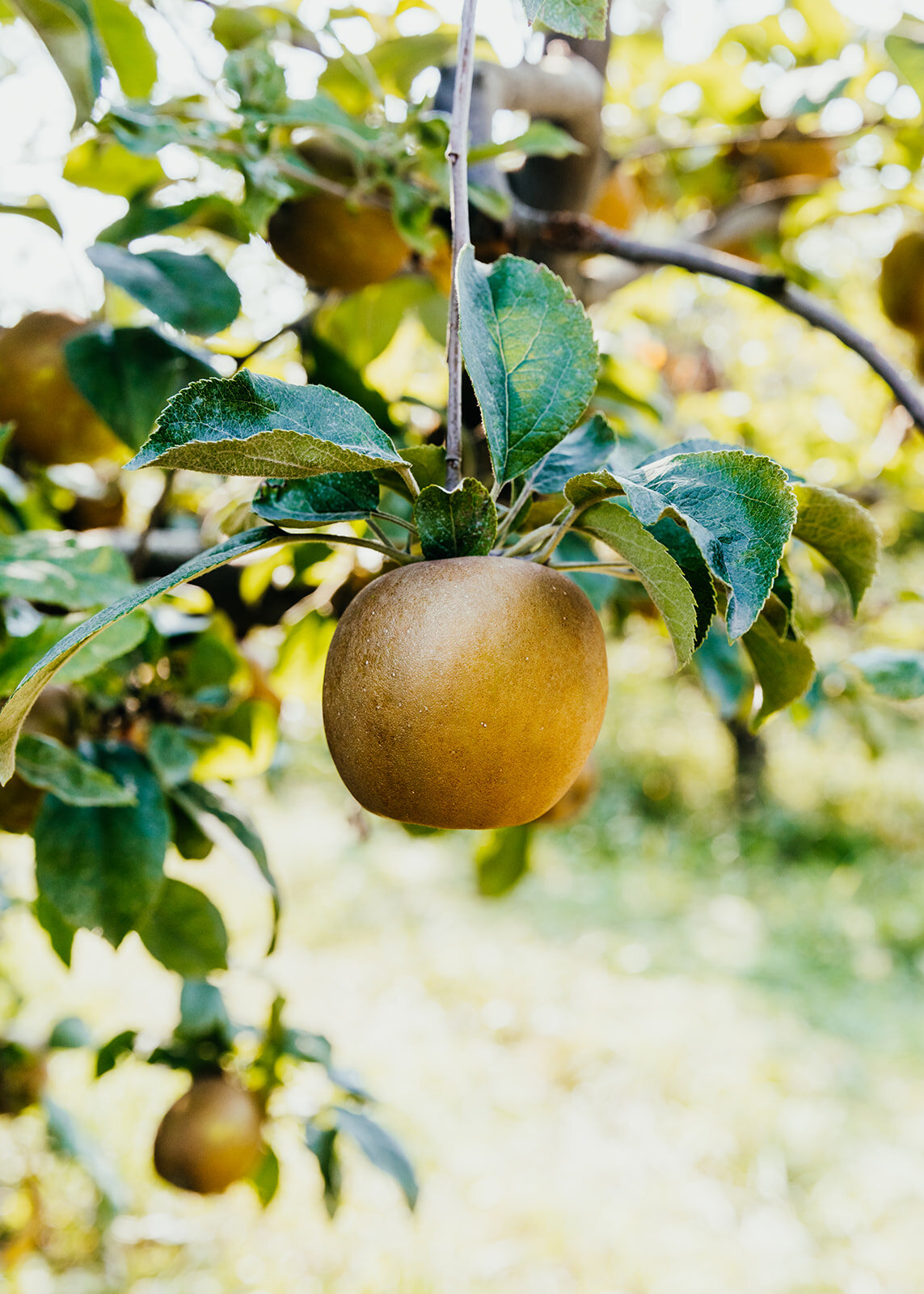 NW Apple Season Off To a Delicious Start! — Organically Grown Company