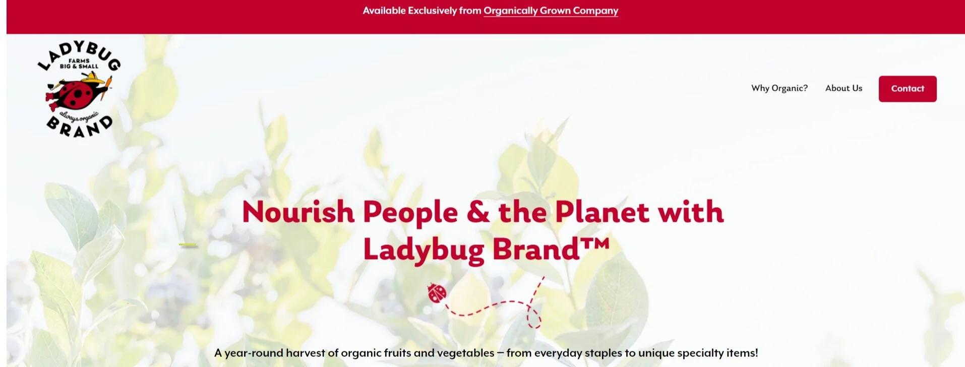 Catch Up on the Latest with OGC’s Ladybug Brand! — Organically Grown ...