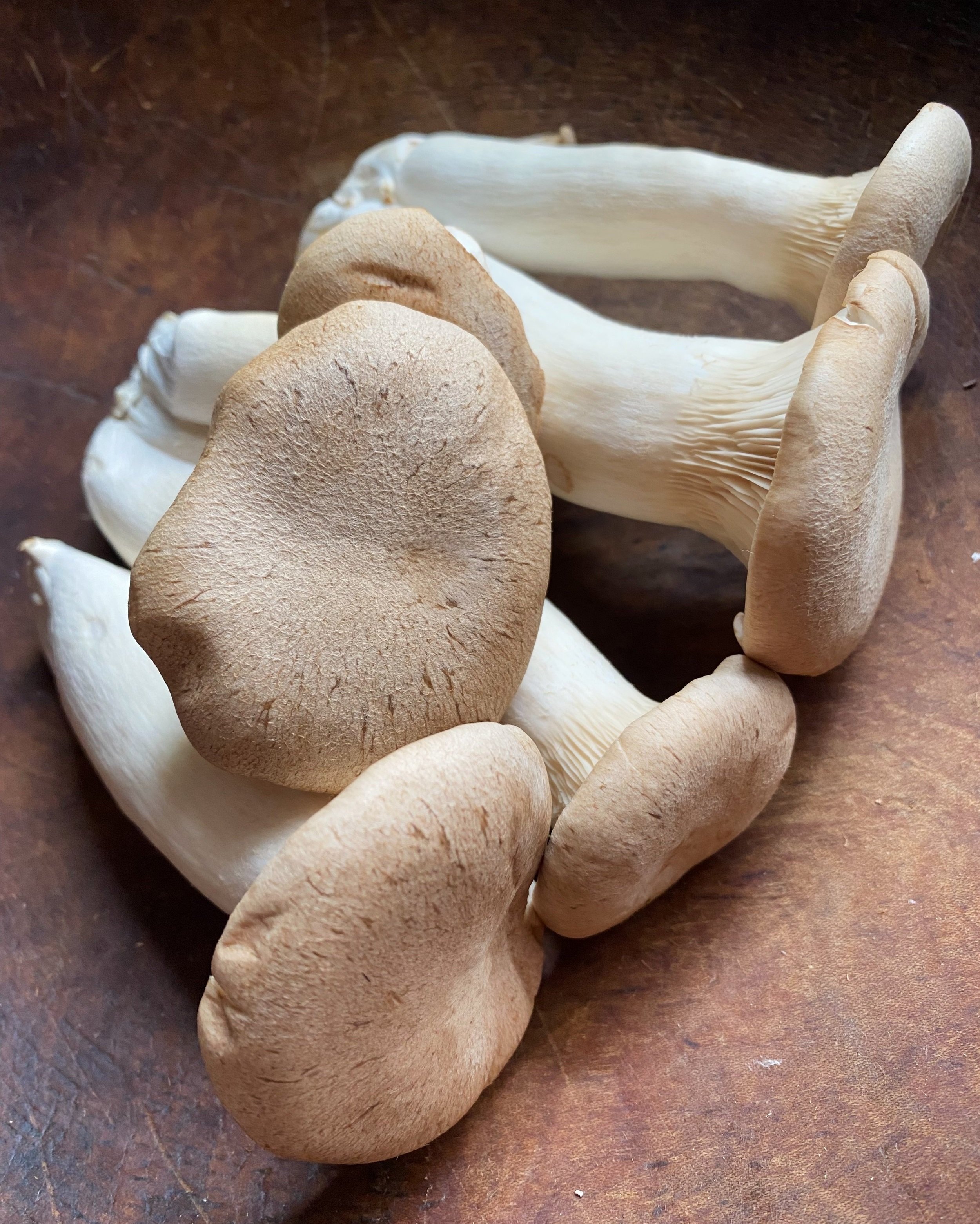 Grow Mushroom Sales with Mycopia! — Organically Grown Company