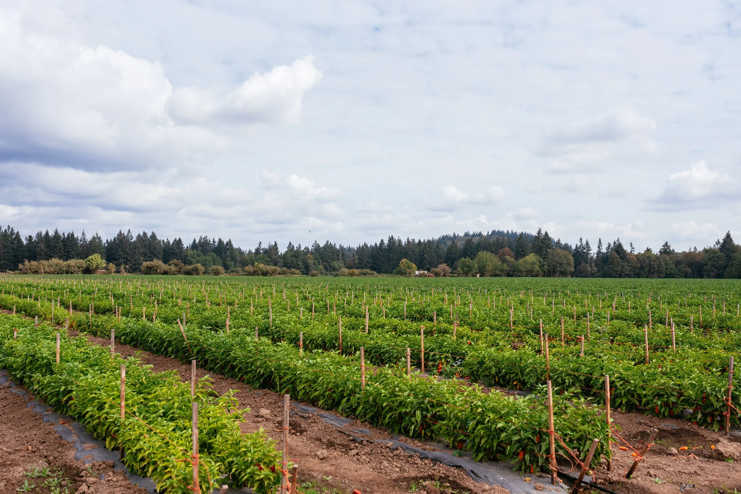 Contact Us — Organically Grown Company